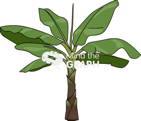 Banana Tree Plant