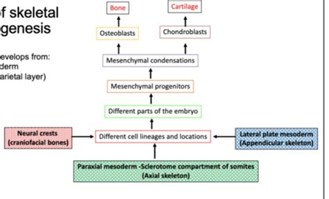 Lecture 1 Skeletal Morphogenesis And Embryological Development Sa Flashcards Quizlet