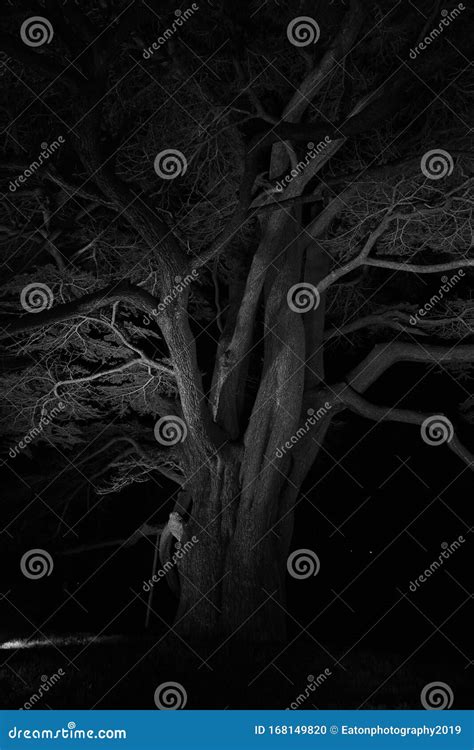 Tree At Night Stock Photo Image Of Night Wood Saffron 168149820