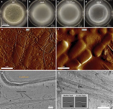 tasa in b subtilis biofilms 24 h old b subtilis pellicles of strains