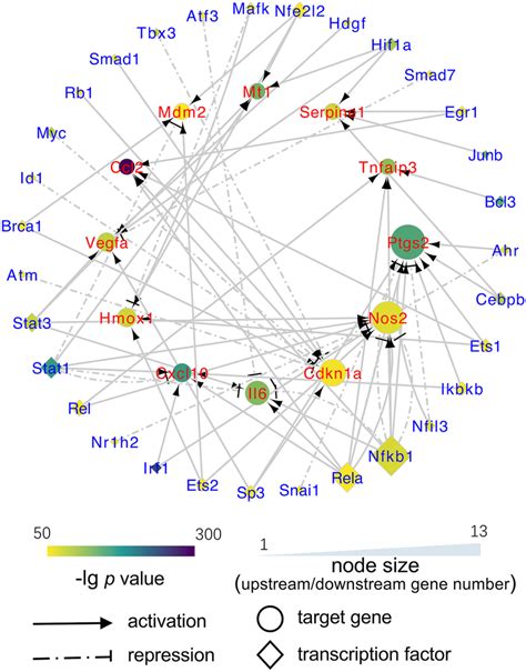 Transcription Factor Tftarget Gene Tg Network The Nodes With