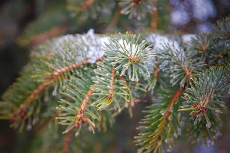 Premium Photo Branch Of A Coniferous Tree