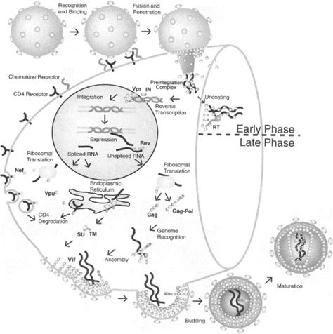 Hiv 1 Replication Cycle Clinics In Laboratory Medicine