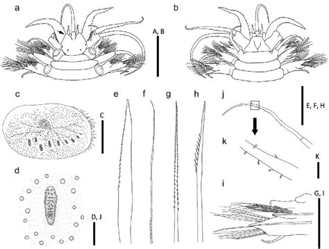 Hesperonoe Hwanghaiensis Uschakov And Wu 1959 Mabik Na 00146026 A Download Scientific