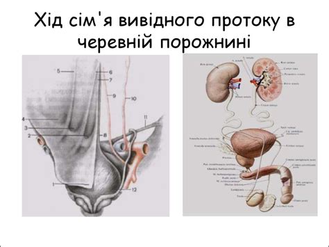 Будова та розвиток нирки чоловічих і жіночих статевих органів Online Presentation