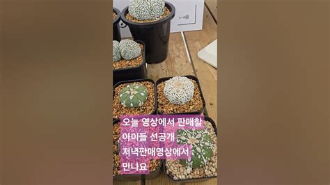 선공개 투구맛집 오이보 Ooibo 투구금 선인장 미하노비치 외가시밧데리 V투구 귀갑투구 스타셰이프 Youtube
