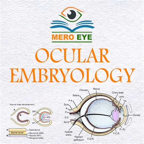 Ocular Embryology