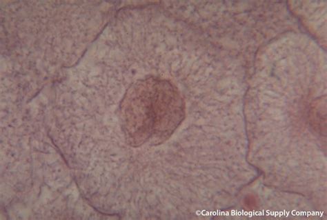 Microscope Flashcards Quizlet