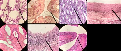 summer anatomy lab midterm epithelial tissues diagram quizlet