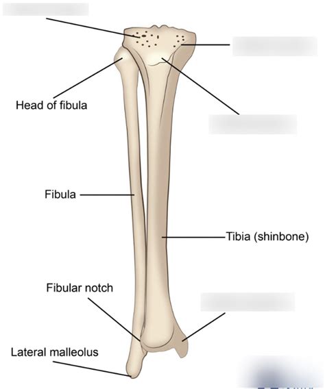 Tibia Anatomy Diagram Quizlet