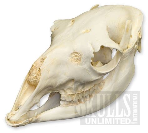 Herbivore Skull At Susan Jaimes Blog