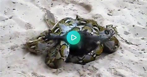 a python and a bat fight on imgur