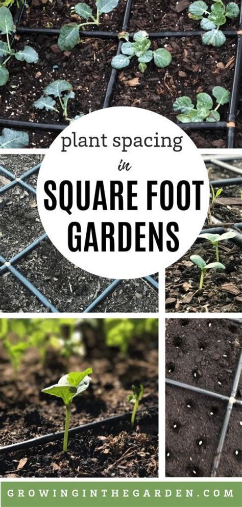 Plant Spacing In Square Foot Gardens Artofit