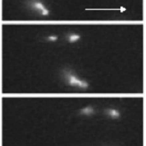 Imaging Of A Single Dna Molecule In A Nanoball Solution Download