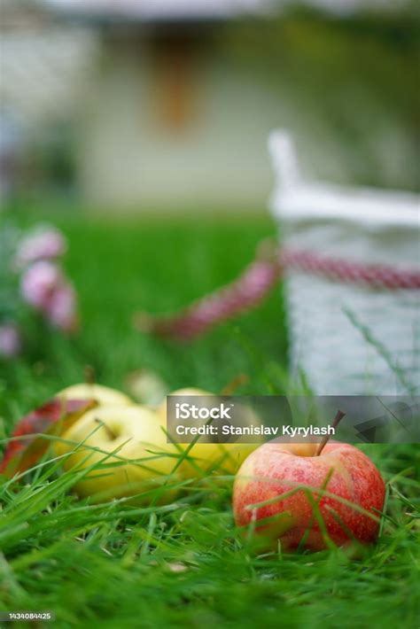 가을 정원의 하얀 고리 버들 바구니 근처의 푸른 풀밭에 누워있는 잘 익은 빨간색과 녹색 사과의 클로즈업 공간 복사 0명에 대한 스톡 사진 및 기타 이미지 Istock