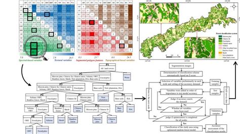 Journal Of Remote Sensing On Linkedin Exploring Tree Species