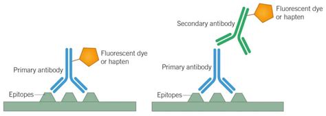 Immunohistochemistry Ihc Immunocytochemistry Icc Imaging Applications Tocris Bioscience