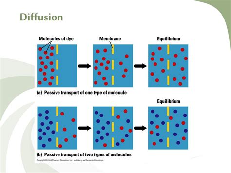 PPT Cell Membrane PowerPoint Presentation Free Download ID 5384655