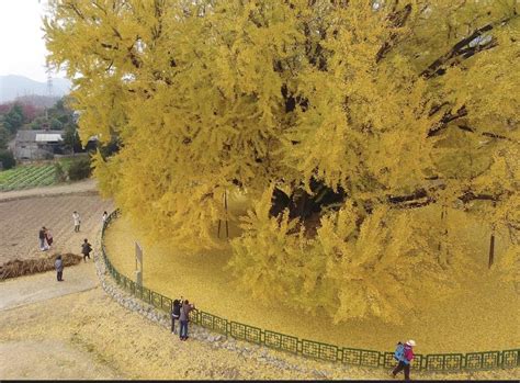 800 Year Old Ginkgo In South Korea R Ginkgo Biloba