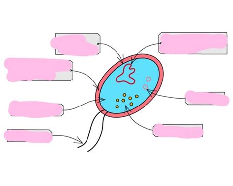 Prokaryotic Organisms Flashcards Quizlet
