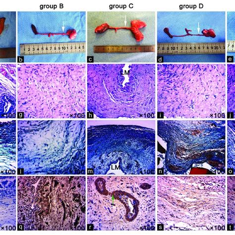 Image Of Paraffin Embedded Tissues In Pathology From Five Groups A E Download Scientific