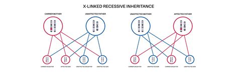 X Linked Recessive Inheritance Royalty Free Vector Image