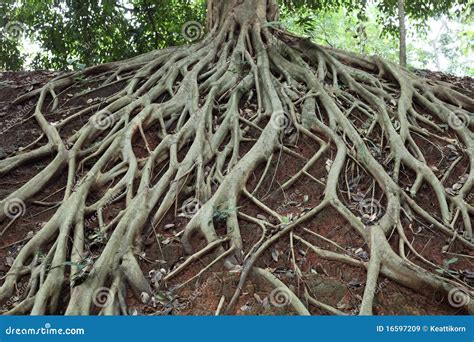 Tree Roots In The Forest Mysterious Forest Weird Trees Roots And Mossy Rocks Ecology Nature