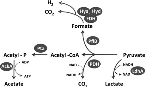 Metabolic Pathways Implicated In Pyruvate Fermentation By S Oneidensis Download Scientific