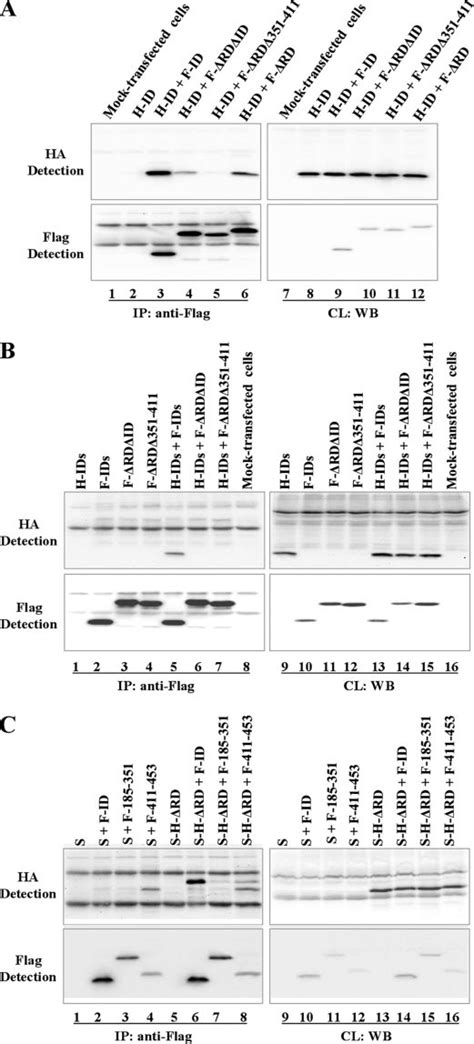 the id is the major interaction region in the c terminus of runx1 a
