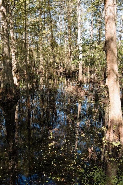 Florida Cedar Swamp Stock Image Image Of Landscape