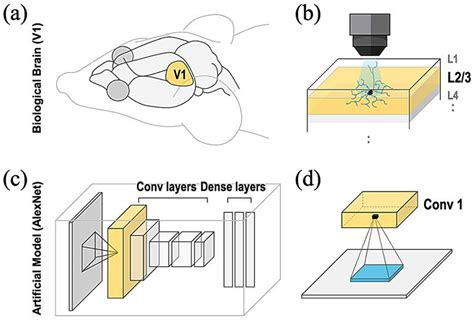 brain inspired ai technique mimics human visual processing to enhance