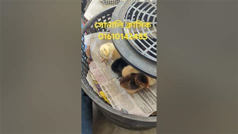 সোনালি ক্লাসিক মুরগির বাচ্চা। Chicken Murgirkhamar মুরগি পালন Youtube