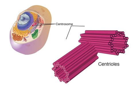 Mcq On Centrioles Class 11 For Neet Biologysir