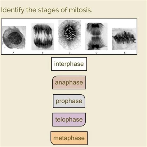 Solved Identify The Stages Of Mitosis Interphase Anaphase Prophase