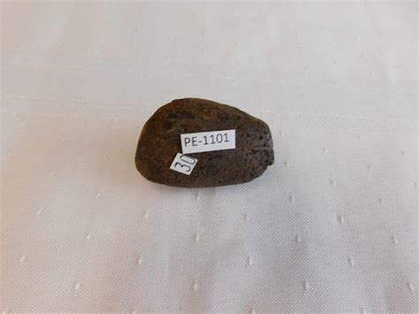 Florida Turtle Claw Fossil Fossils And Artifacts For Sale Paleo