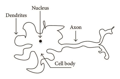 A Model Of A Biological Neuron Download Scientific Diagram