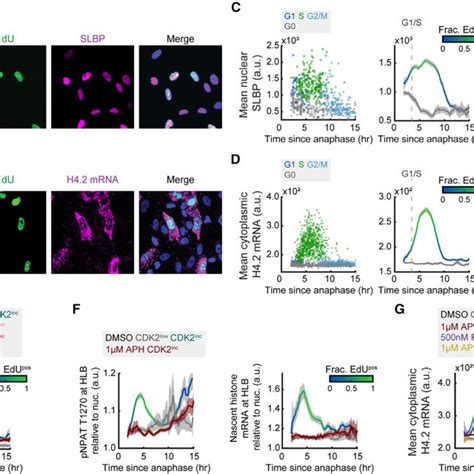 Histone Mrna Degrades Rapidly And Proportionally Upon Inhibition Of Dna Download Scientific