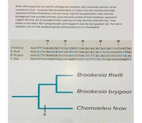 Solved When Dna Sequences Are Used For Phylogenetic