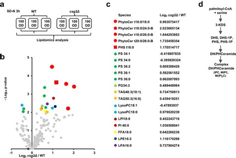 Bioactive Sphingolipids Phytosphingosine And Phytoceramide Accumulated