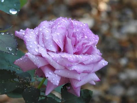O Que Significa Cada Cor De Rosa Fotos E Significado Flores
