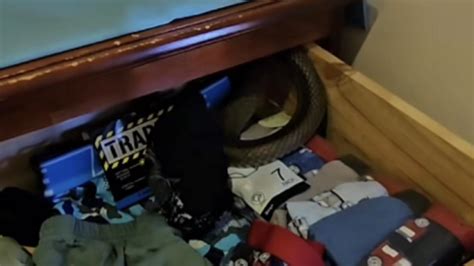 Worlds Most Poisonous Snake Discovered In Underwear Drawer Techstory