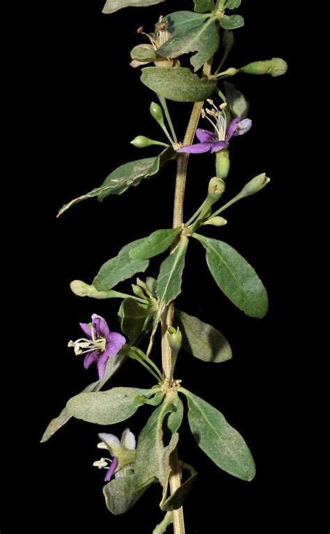 Vegetative Morphology