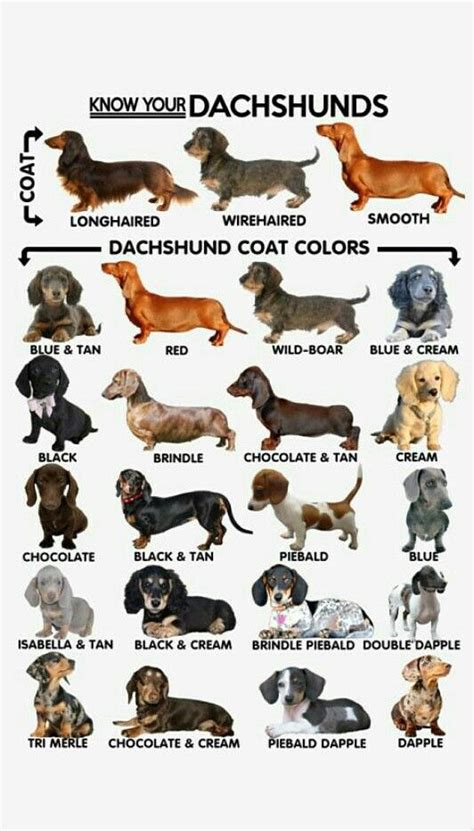 Dachshund Breeds Colors