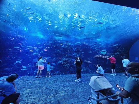 Georgia Aquarium Atlanta Planung Tickets Attraktionen