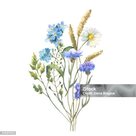 수채화 초원 꽃 꽃다발 암소 파슬리 블루 수레 국화 허브 흰색 배경에 격리된 야생화의 손으로 그린 꽃 포스터 계절에 대한 스톡