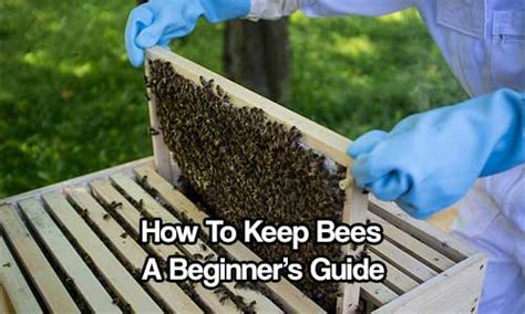How To Keep Bees A Beginners Guide SHTF Prepping Central