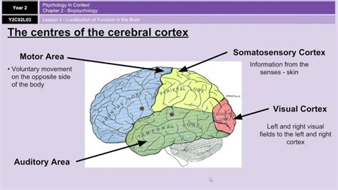 Brain Parts And Functions Diagram Ygraph