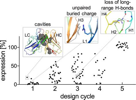 Principles For Computational Design Of Binding Antibodies Pnas