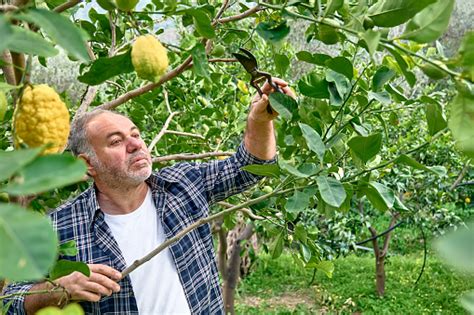 계절에 따라 나무 가지치기 숙성 수염 정원사는 가지 치기 가위와 레몬 나무를 가지치기 정원을 돌보는 트리 분기 절단 봄 원예 60 64세에 대한 스톡 사진 및 기타 이미지