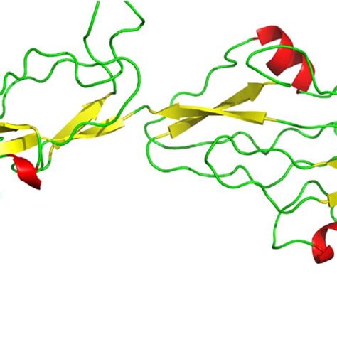 3d Structure Of The Final Vaccine Modelled Using Multi Templates The